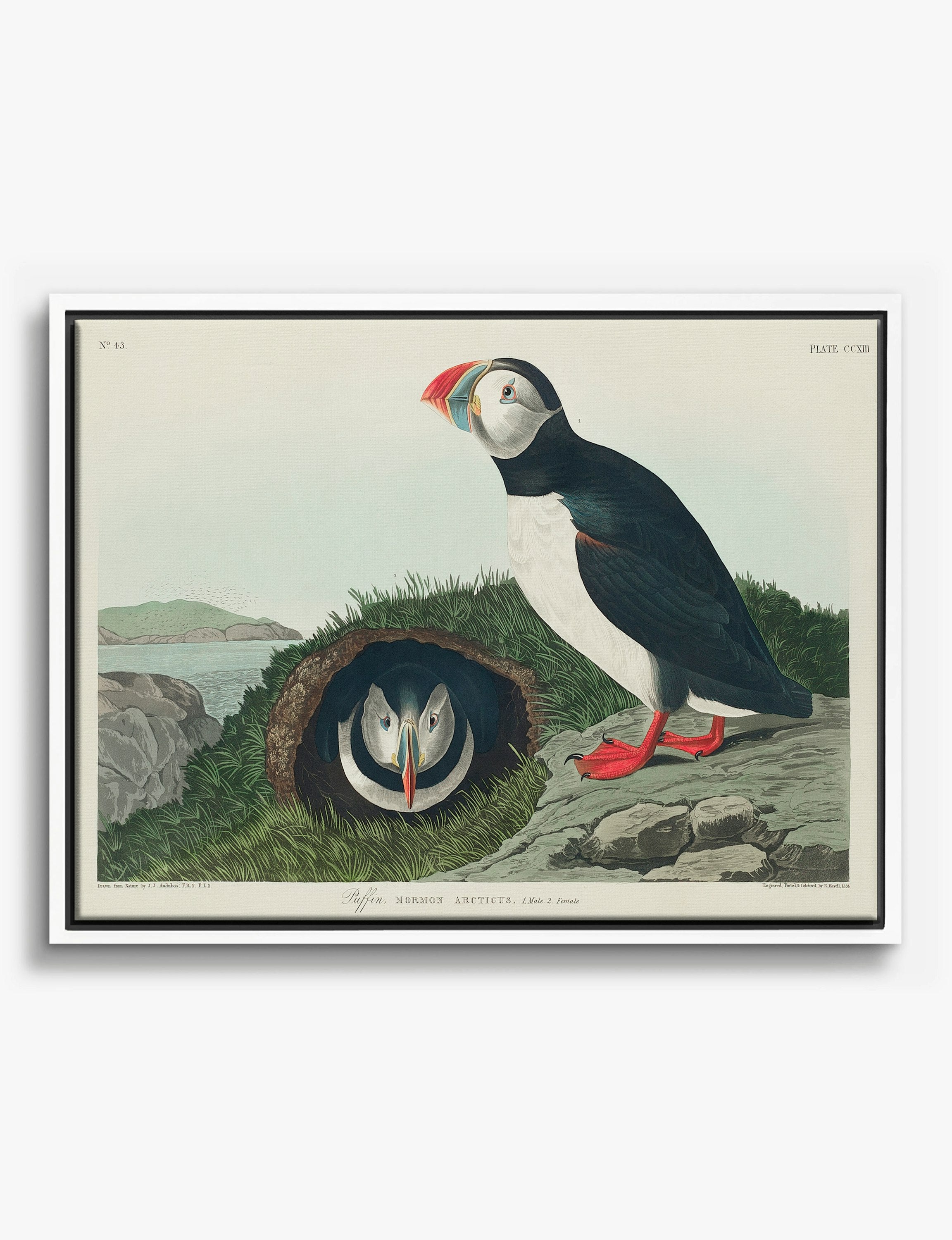 Canvas papegaaiduikers door John James Audubon – Fab